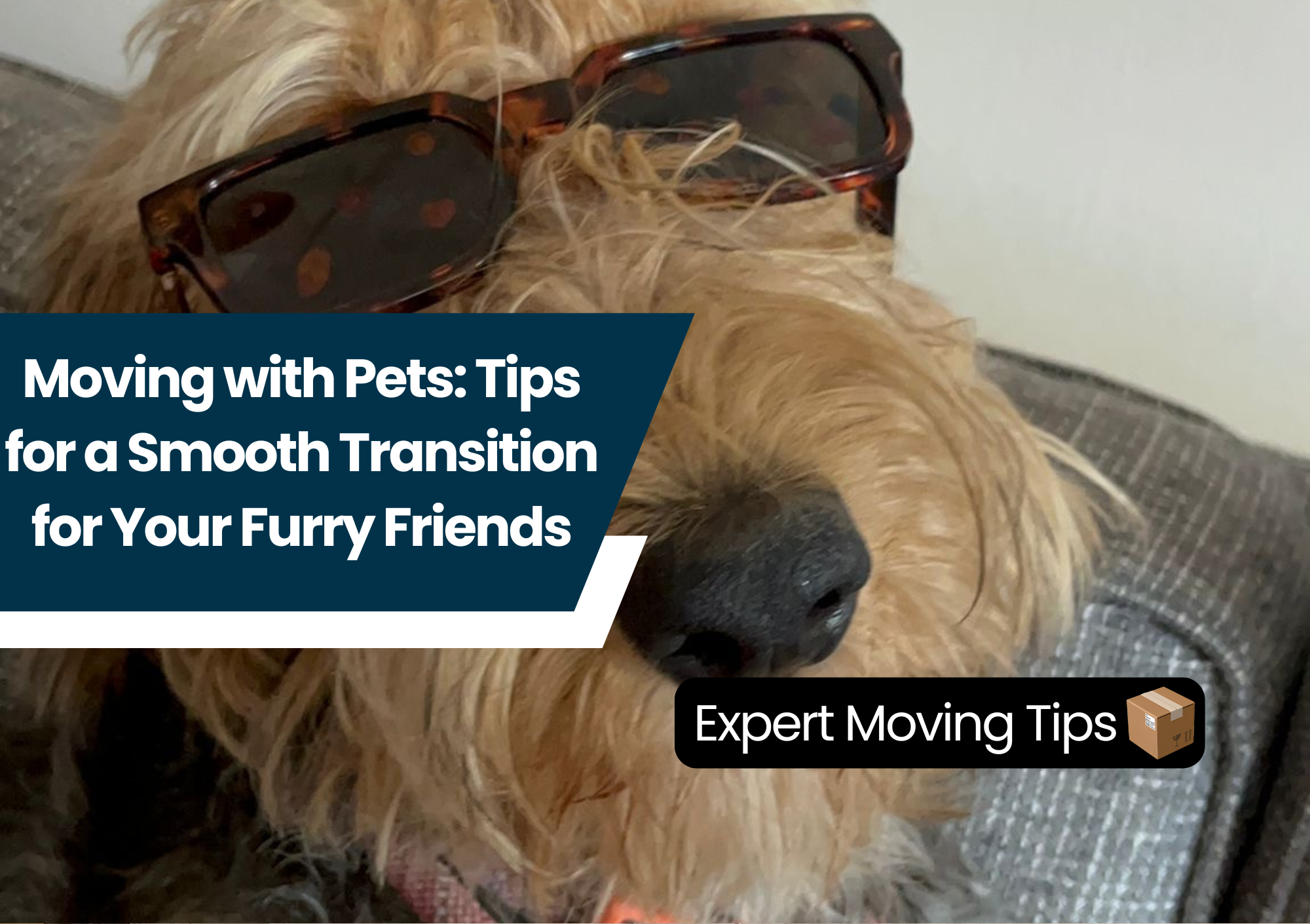 Moving with Pets: Tips for a Smooth Transition for Your Furry Friends ...